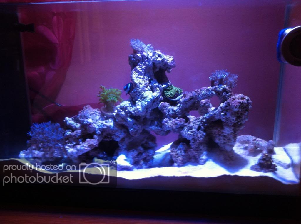 First Tank Fluval Spec V. - Pico Reef Journals - Nano-Reef Community