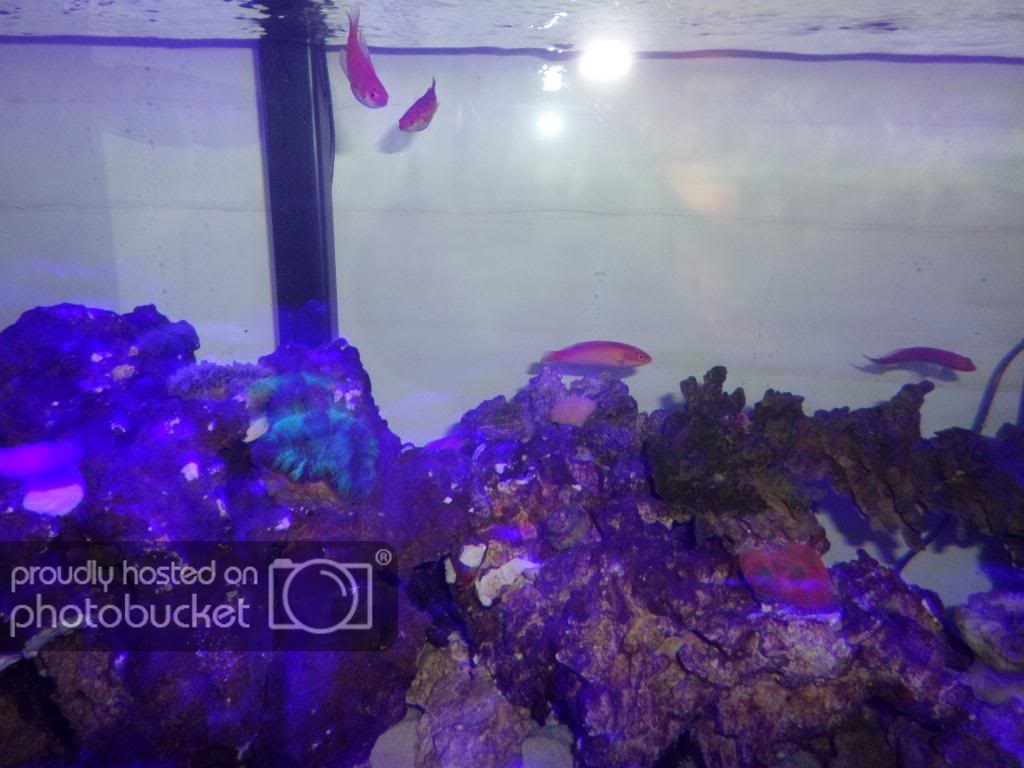New Elos System 120 build - Large Reef Journals - Nano-Reef Community