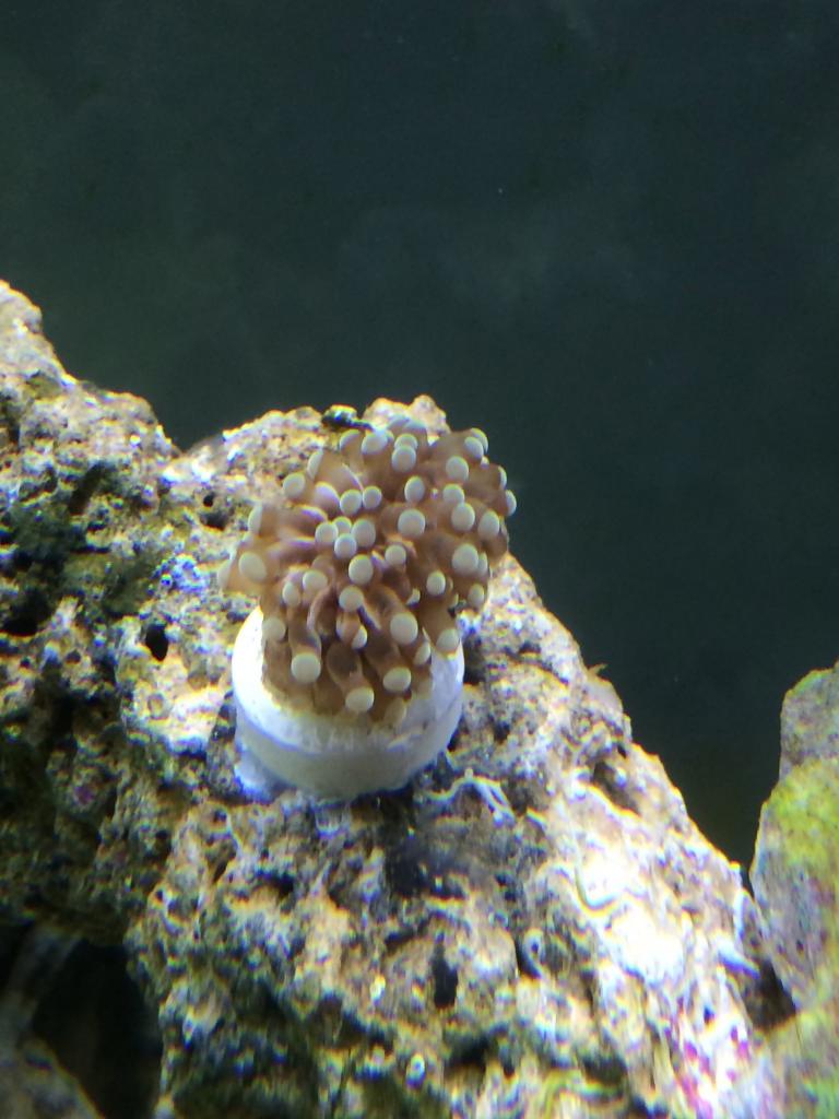 Golden Torch Coral? - Identification Forum - Nano-Reef Community