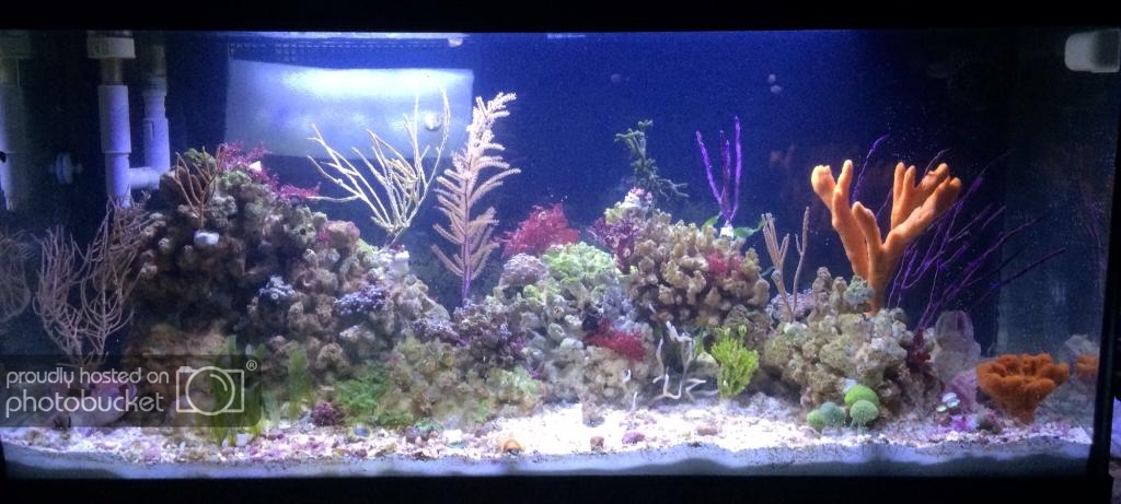 The Goby and Gorgonian Grotto ... Algae, algae everywhere! - Nano Reef ...