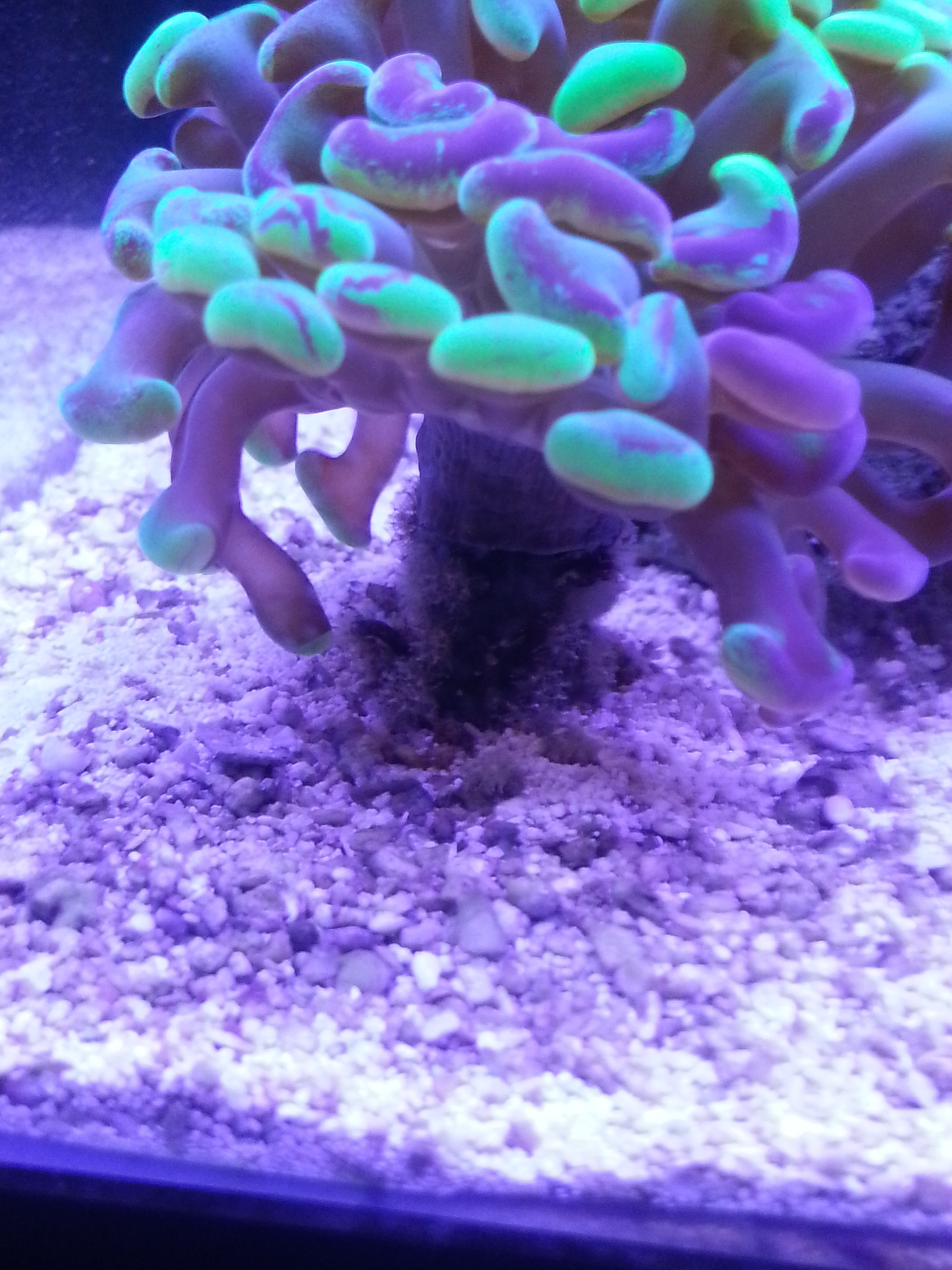 Fuzzy things attaching to coral stems - Identification Forum - Nano ...