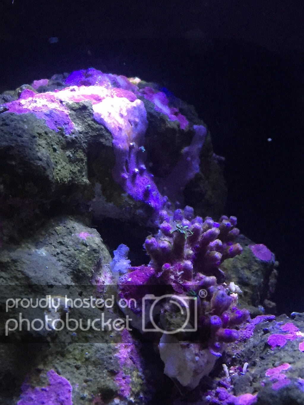 White Sponge - Identification Forum - Nano-Reef Community