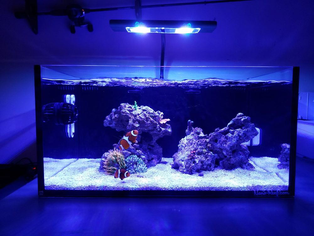 The Goon- FTS and Topdown - Nano Reef Journals - Nano-Reef Community