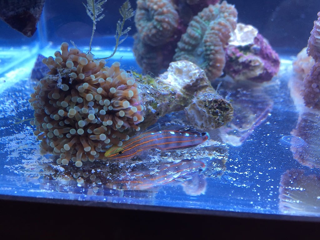 Help Identify Marine Ich - Pest and Disease Treatments - Nano-Reef ...