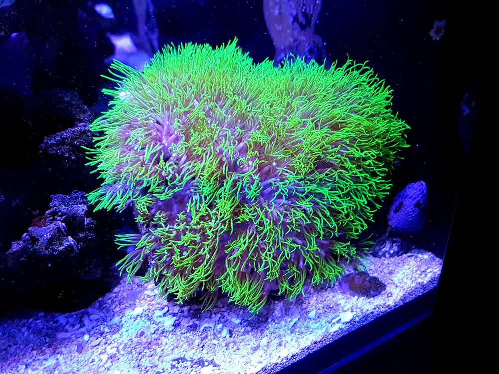 Clown79's 25 Gallon Nano Reef Lagoon - June 2019 Featured Reef Aquarium