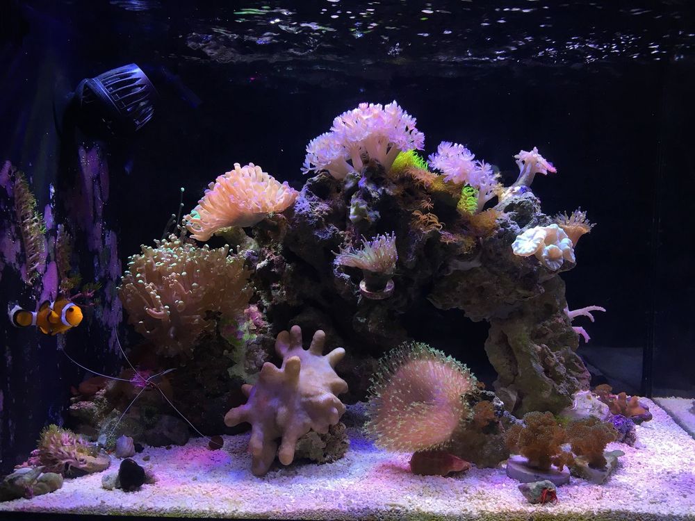 1st Marine Reef IM20 Fusion - May 2020 UPDATE - Page 13 - Nano Reef ...