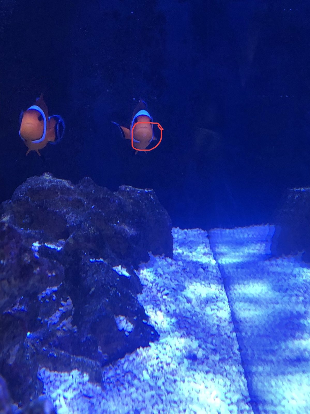 Clownfish with stringy poop - Pest and Disease Treatments - Nano-Reef ...