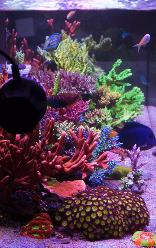 Asureef's Red Sea Reefer + *Frag Tank* - Nano Reef Journals - Nano-Reef ...
