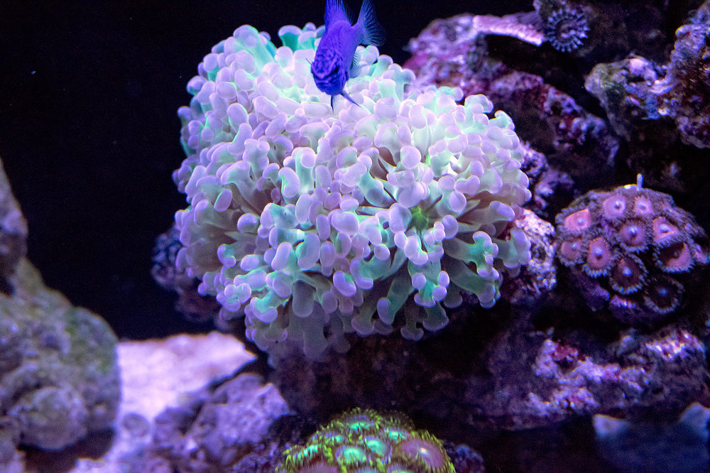 Zuma's 48 Gallon SPS Nano Reef - October 2019 Featured Reef Aquarium