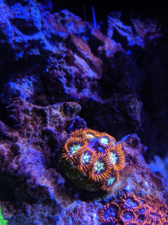 ID these Zoas? - Identification Forum - Nano-Reef Community