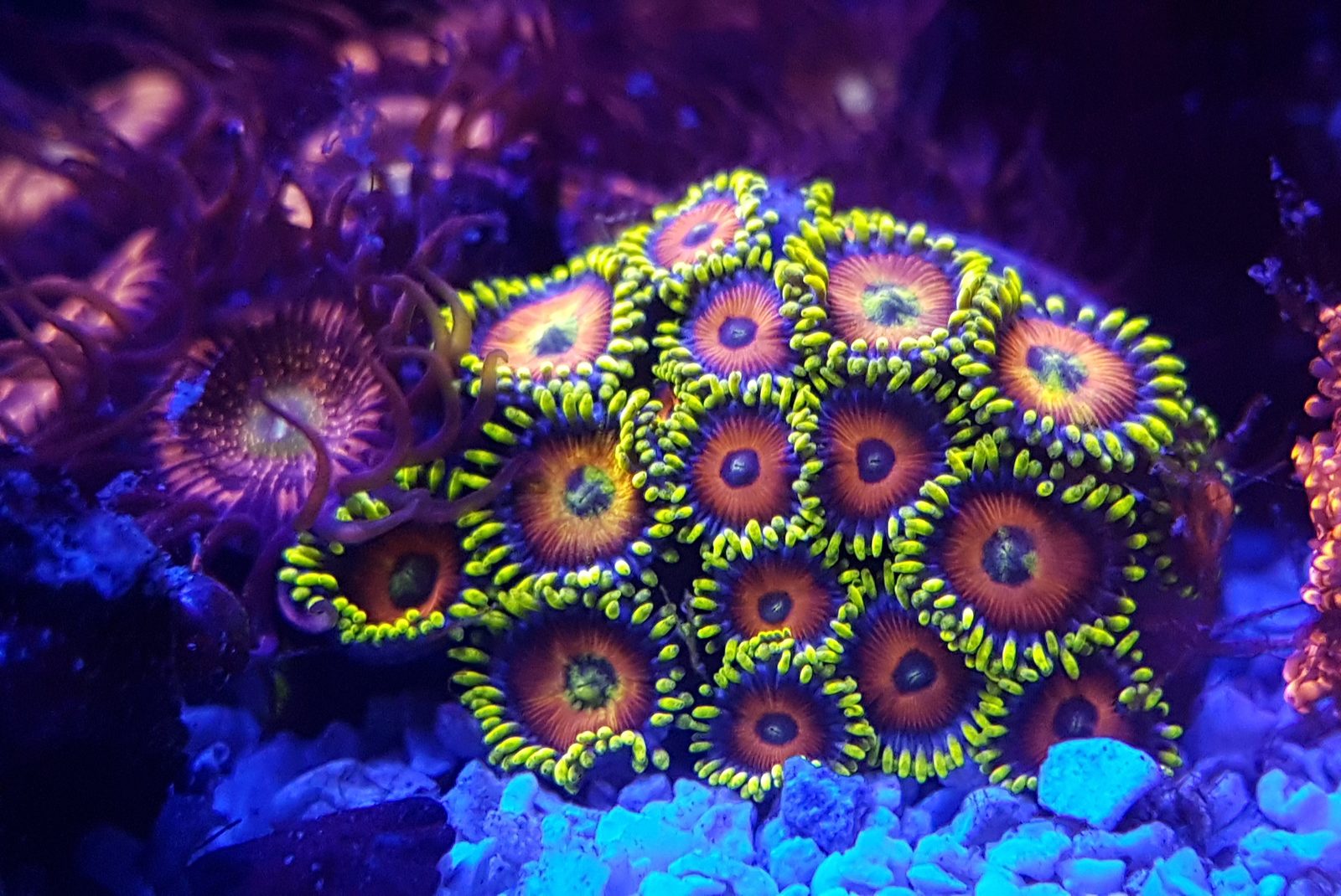 Zoas changing colours - Coral Forum - Nano-Reef Community