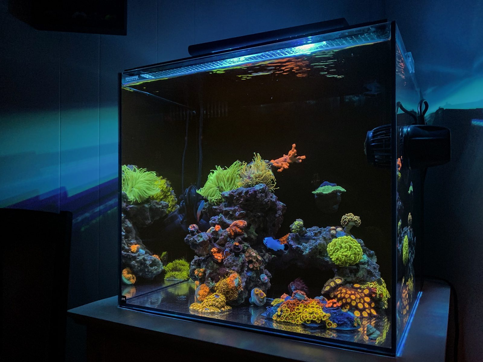 Waterbox Nano Owner's Thread - Page 7 - All-In-One Tanks - Nano-Reef ...