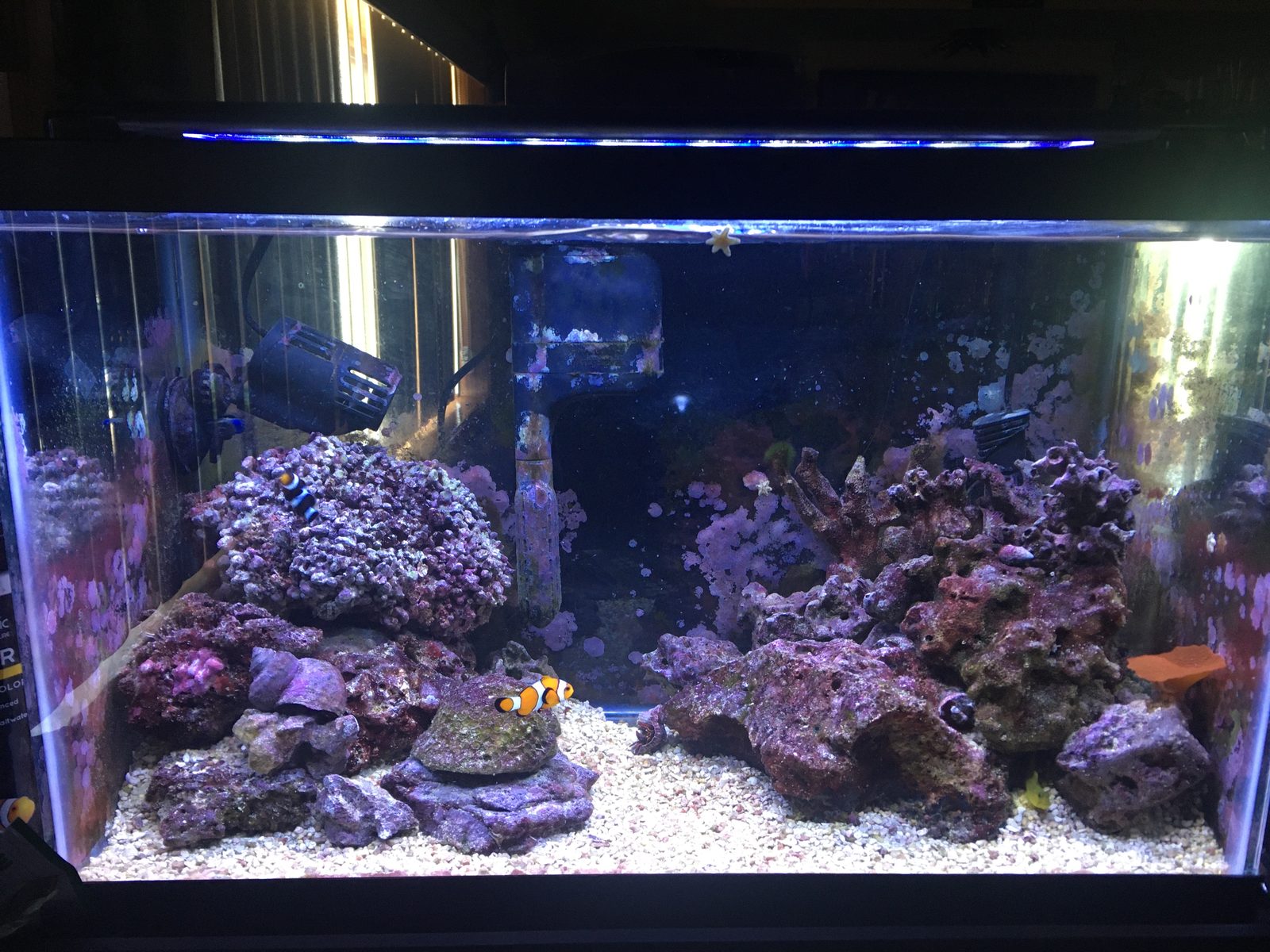 10 gallon soft coral light? - Lighting Forum - Nano-Reef Community