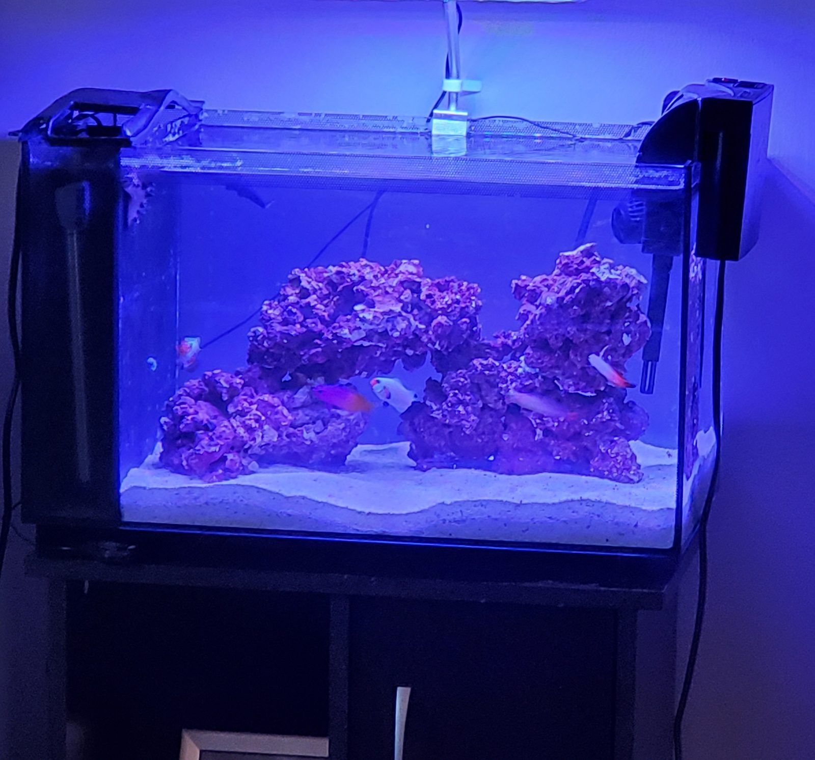 Inherited an Overstocked, Disgusting Tank! - Fish Forum - Nano-Reef ...