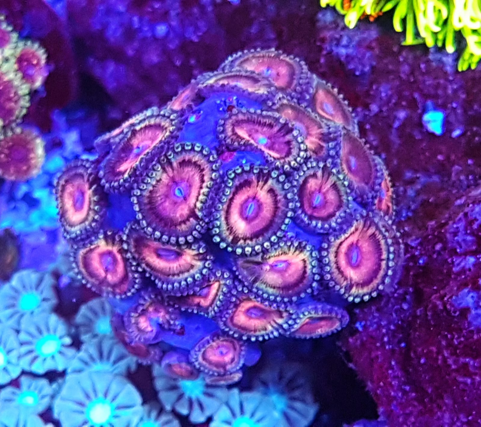 Zoas changing colours - Coral Forum - Nano-Reef Community