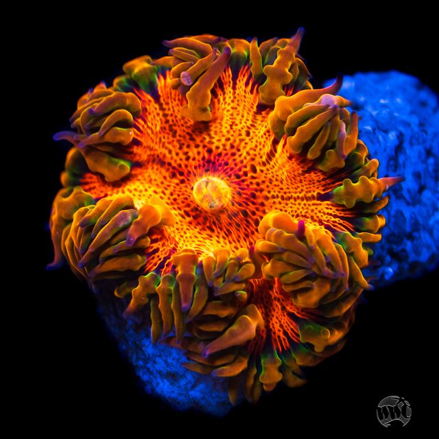 Rock your reef with these beauties! - World Wide Corals - Nano-Reef ...