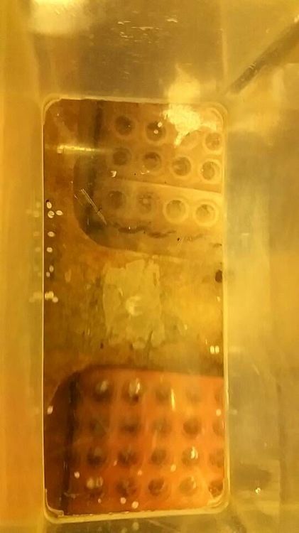 Freshwater Dip - Fish Treatment Information - Pest and Disease ...