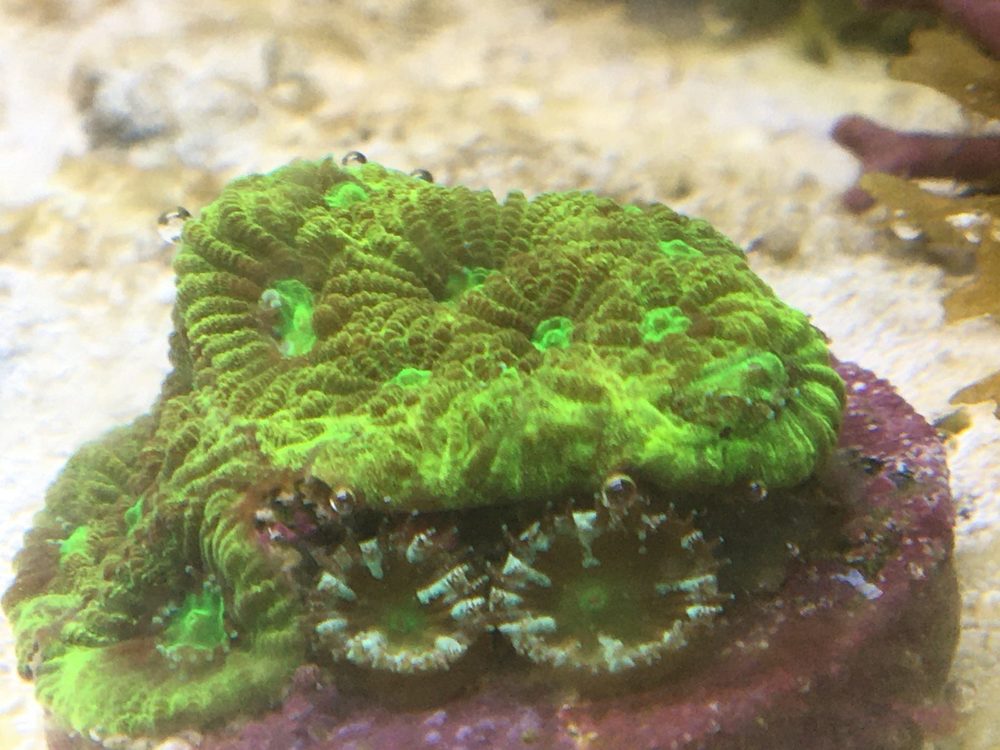 Polyp ID please - Identification Forum - Nano-Reef Community