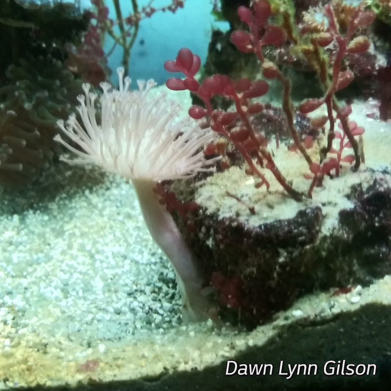 Dawn's natural nutrient tank system! - Large Reef Journals - Nano-Reef ...
