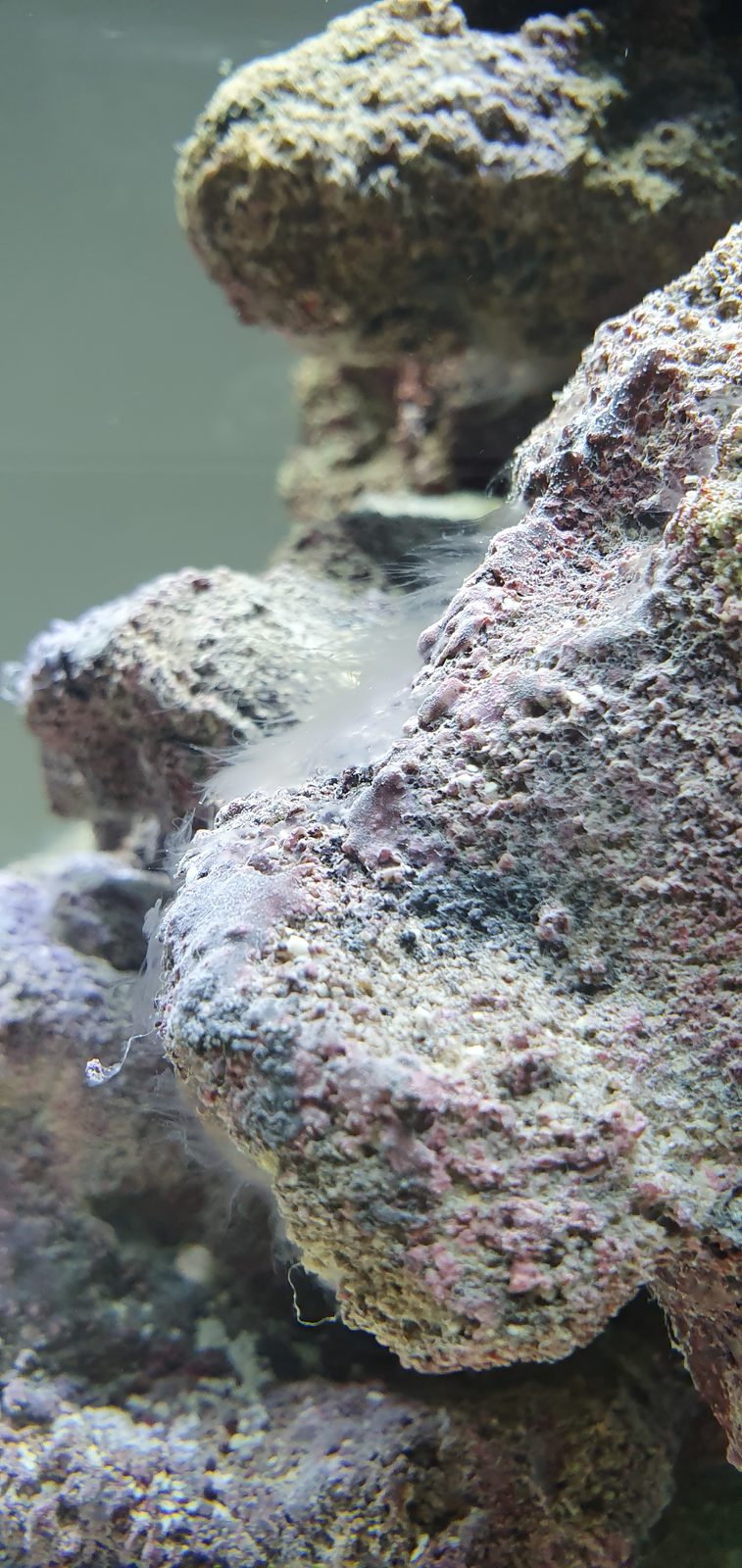 Stringy White Slime - Beginners Discussion - Nano-Reef Community