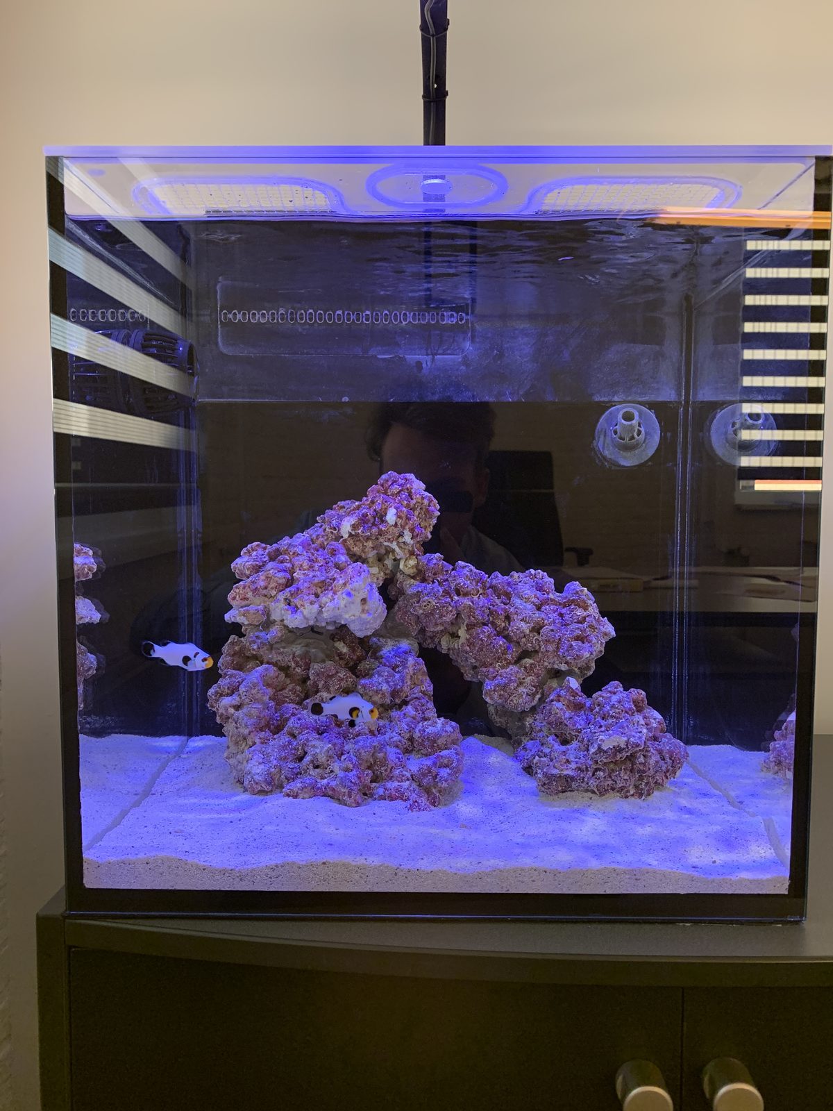 Daan's Waterbox peninsula mini 25 - 365 Day Challenge - Nano Reef ...