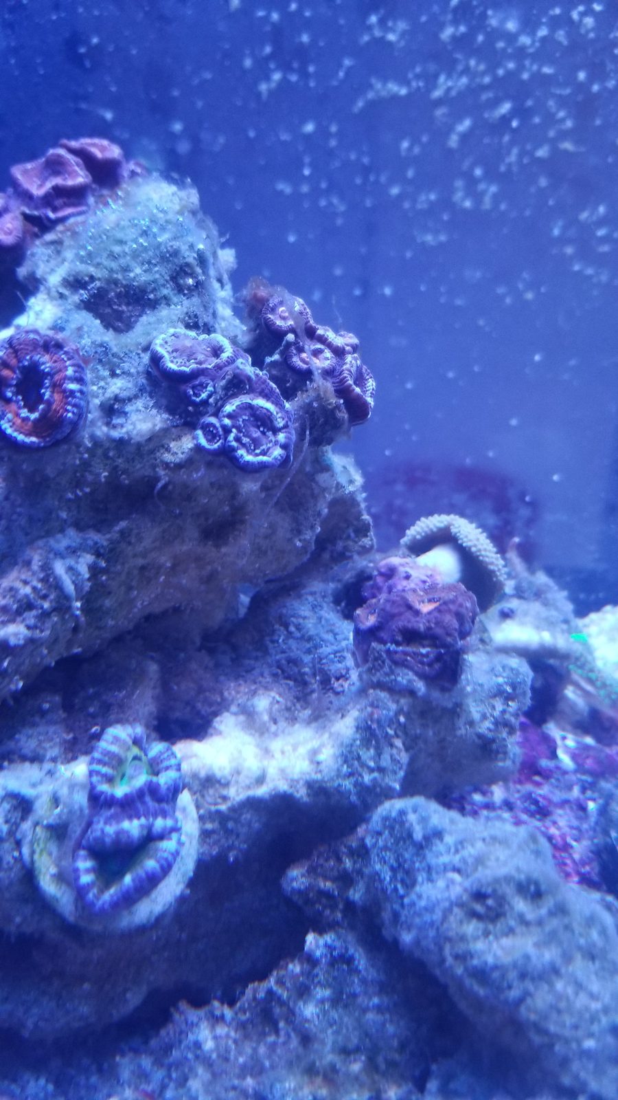 Clear/brown stringy growth. Bacteria? Dinos? - Identification Forum ...