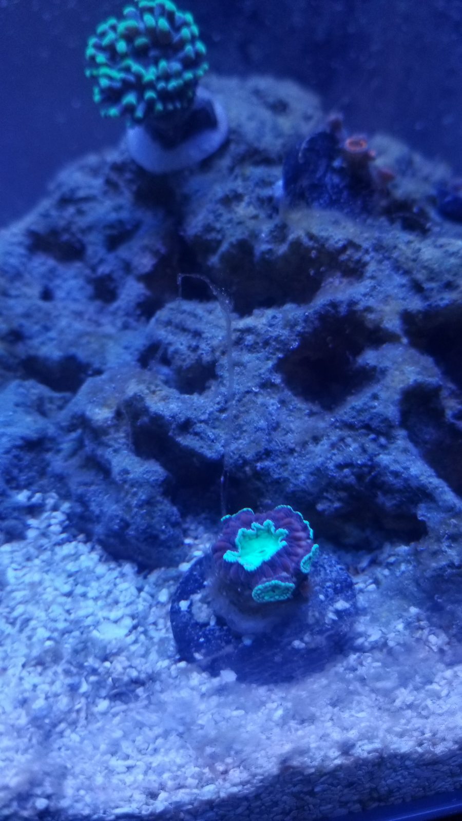 Clear/brown stringy growth. Bacteria? Dinos? - Identification Forum ...
