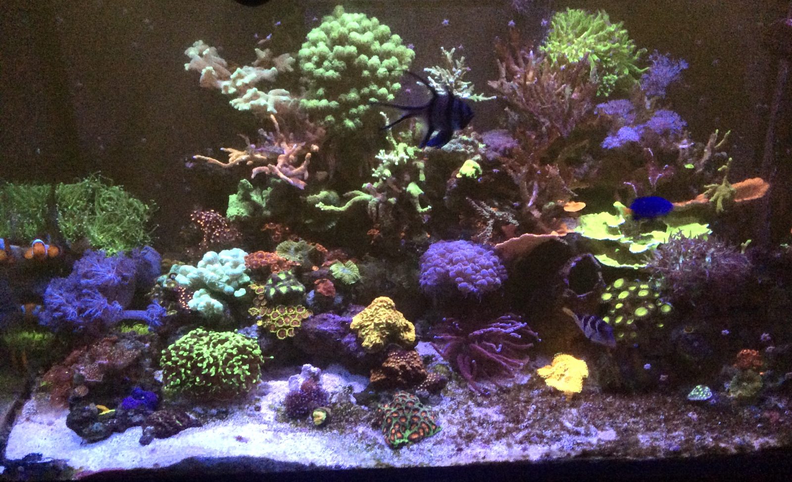 Planet Nemo (journal in progress) - Nano Reef Journals - Nano-Reef ...