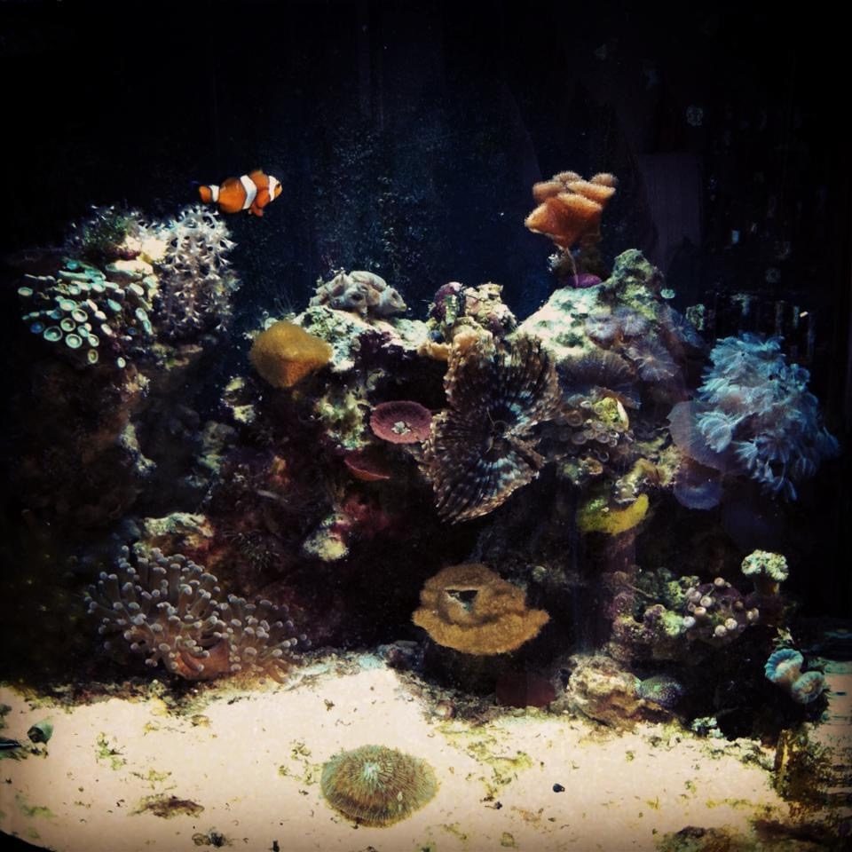 Planet Nemo (journal in progress) - Nano Reef Journals - Nano-Reef ...