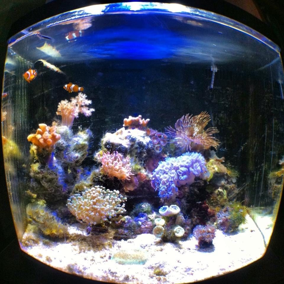 Planet Nemo (journal in progress) - Nano Reef Journals - Nano-Reef ...