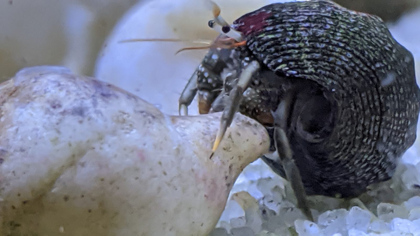 Dwarf Saltwater Hermit Crab - Identification Forum - Nano-Reef Community