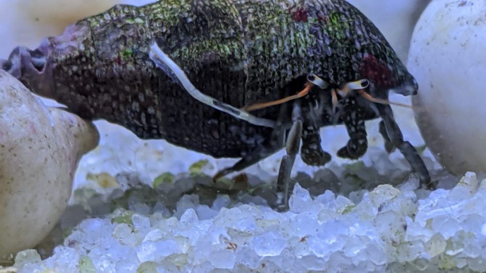 Dwarf Saltwater Hermit Crab - Identification Forum - Nano-Reef Community
