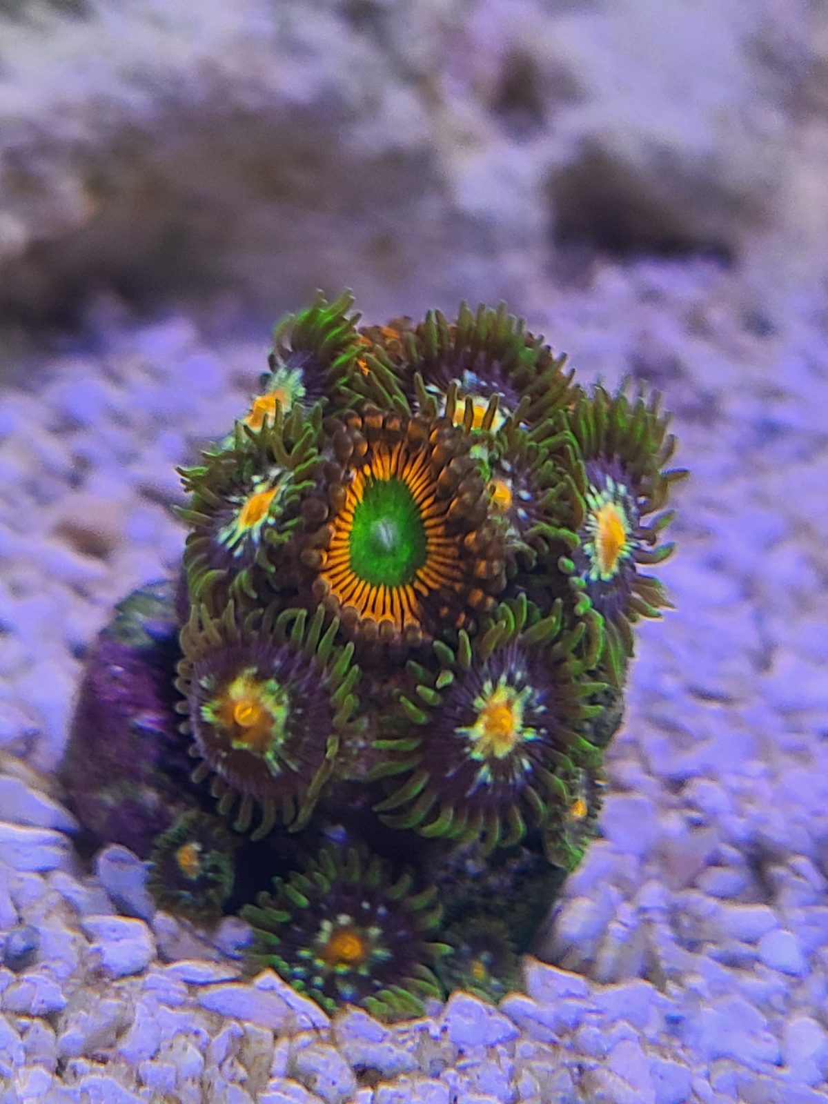 Can someone help me identify these Zoas - Beginners Discussion - Nano ...