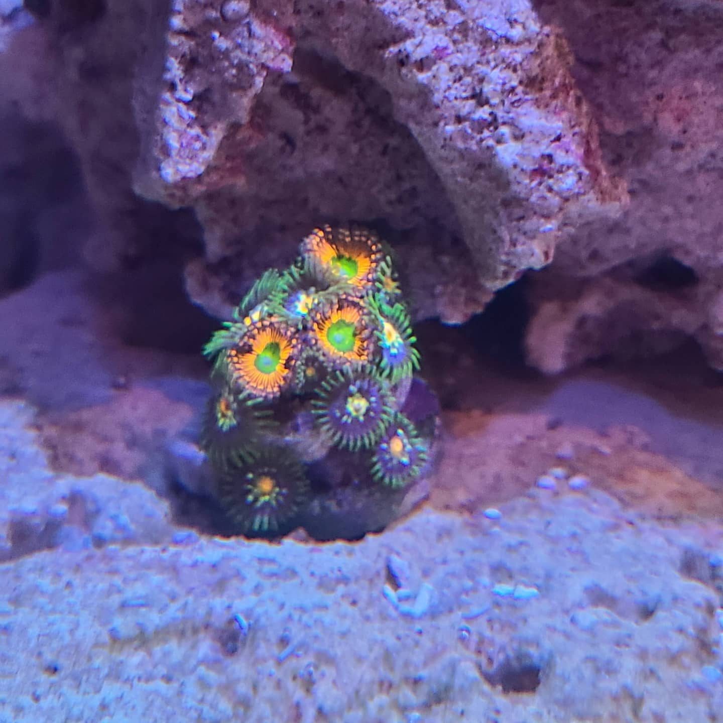 Can someone help me identify these Zoas - Beginners Discussion - Nano ...