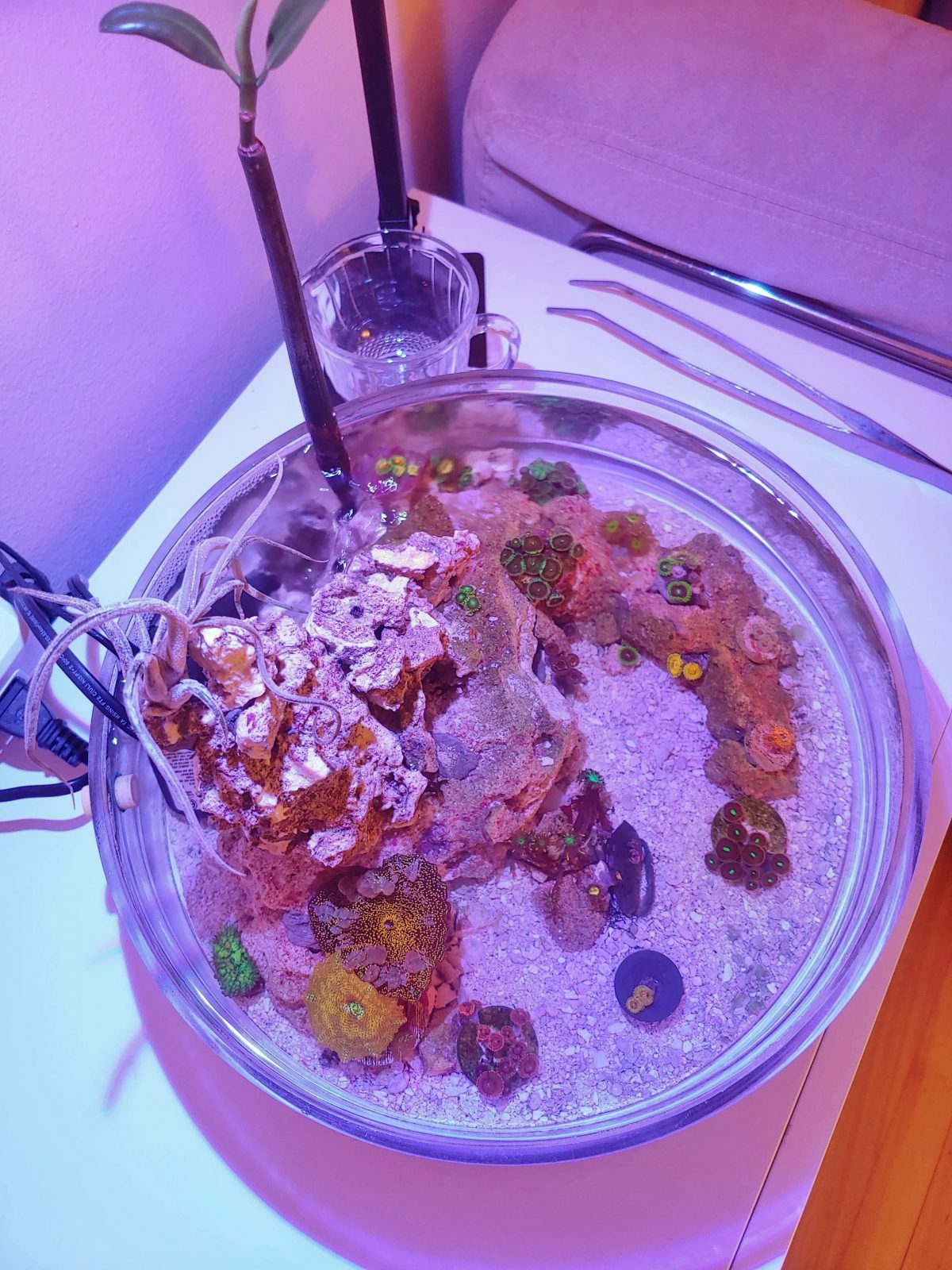 The Fool's 1.5g Tidepool Pico - Pico Reef Journals - Nano-Reef Community