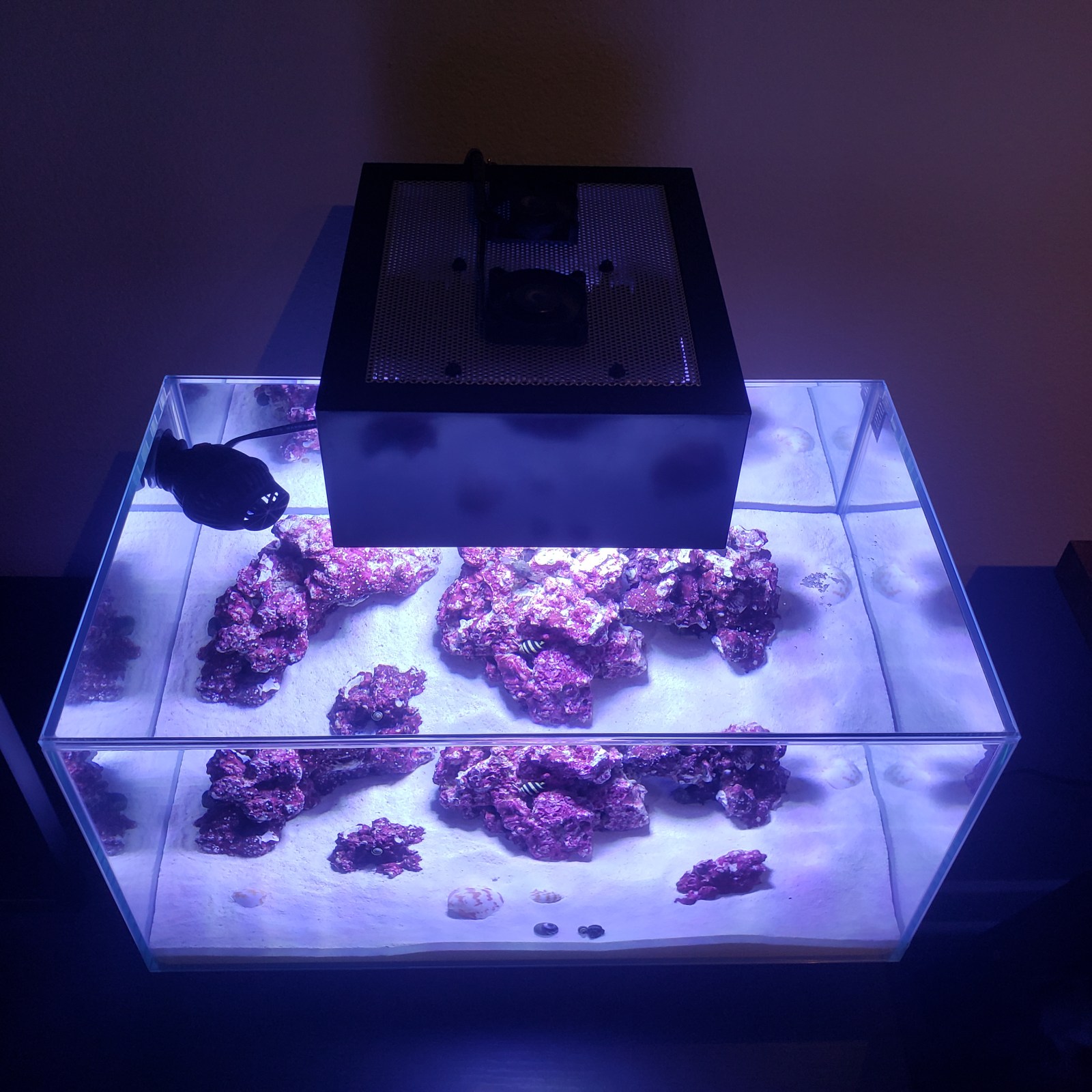 Fluval Edge Nano Reef - Nano Reef Journals - Nano-Reef Community