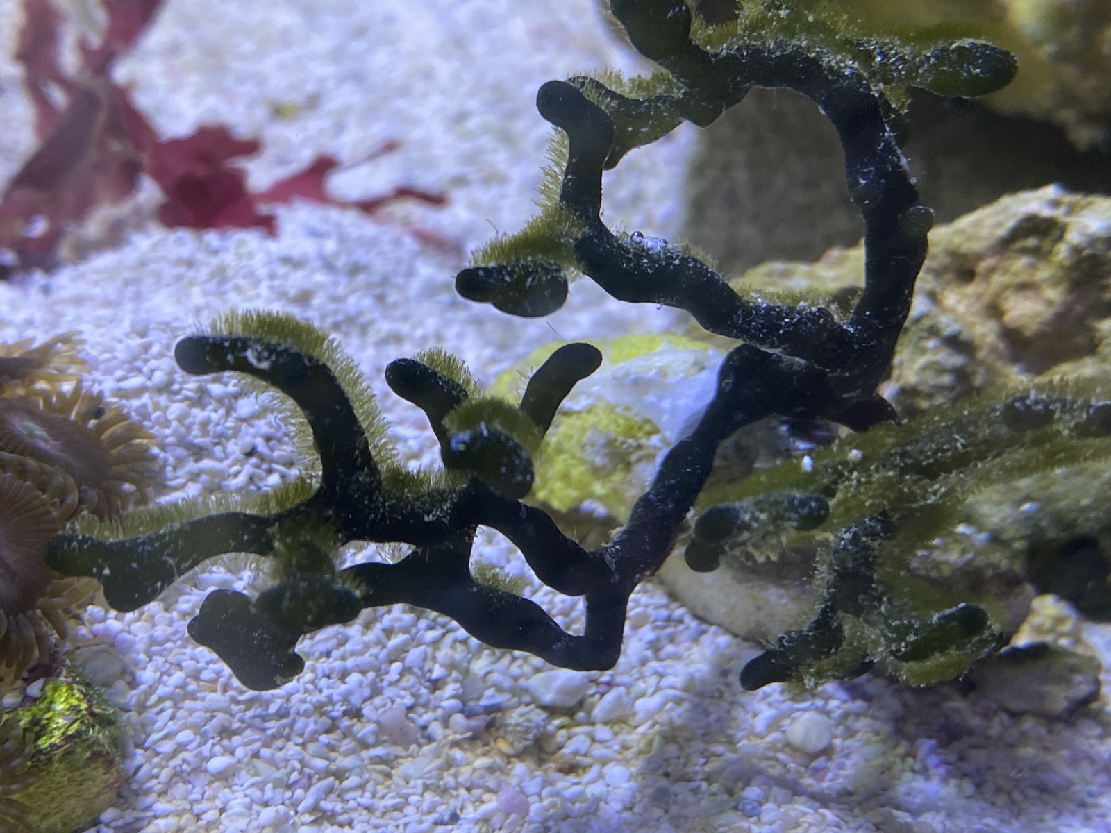 Is this Codium macroalgae dead? - Macroalgae and Seagrass - Nano-Reef ...