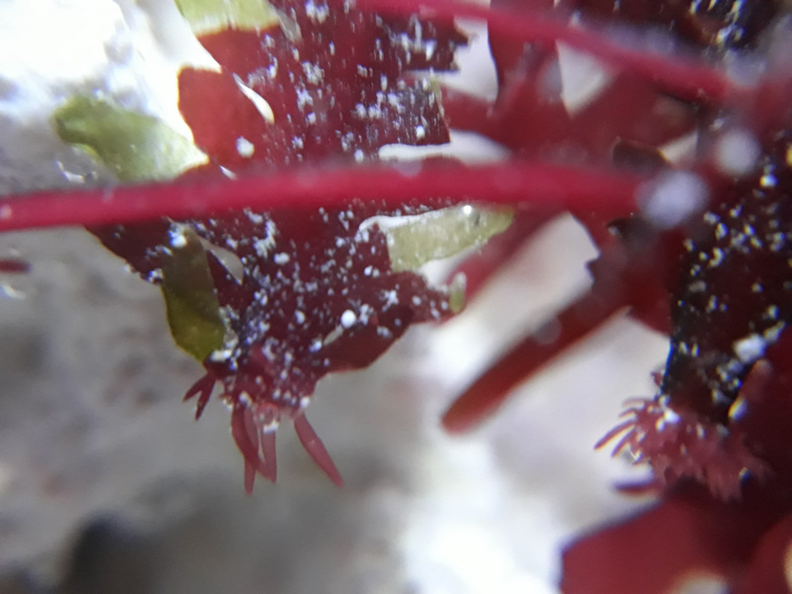 Haliptilon Care - Macroalgae and Seagrass - Nano-Reef Community