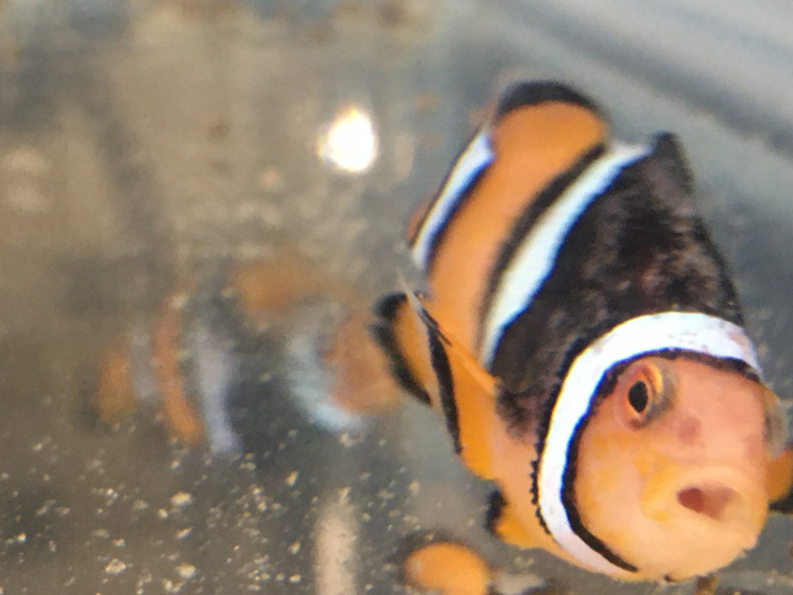 One clown fish is dying and need your help to save other - Fish Forum ...