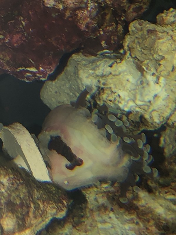 Can anyone help Identify what this is on my Hammer?? - Pest and Disease ...