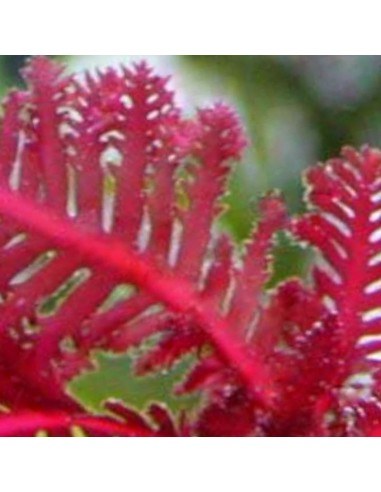 Haliptilon Care - Macroalgae and Seagrass - Nano-Reef Community