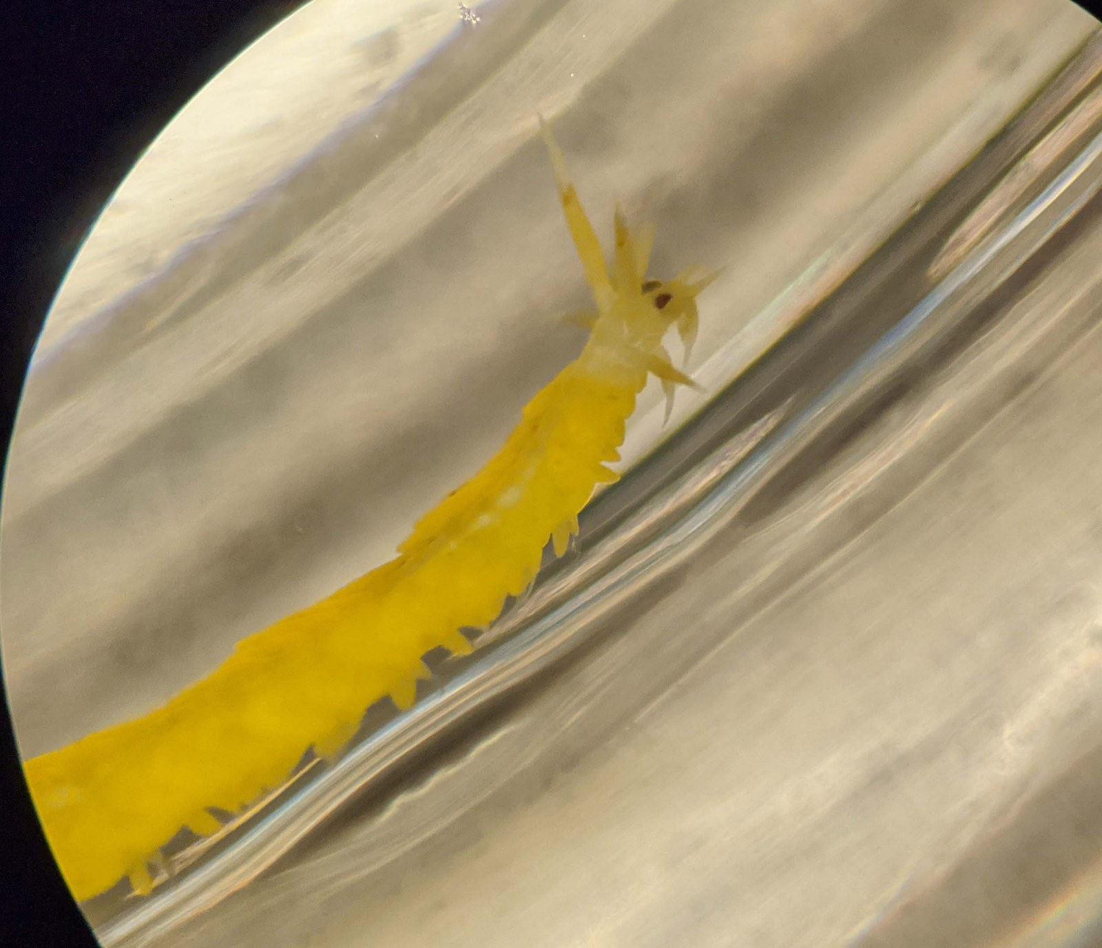 Phyllodocid worm - Identification Forum - Nano-Reef Community