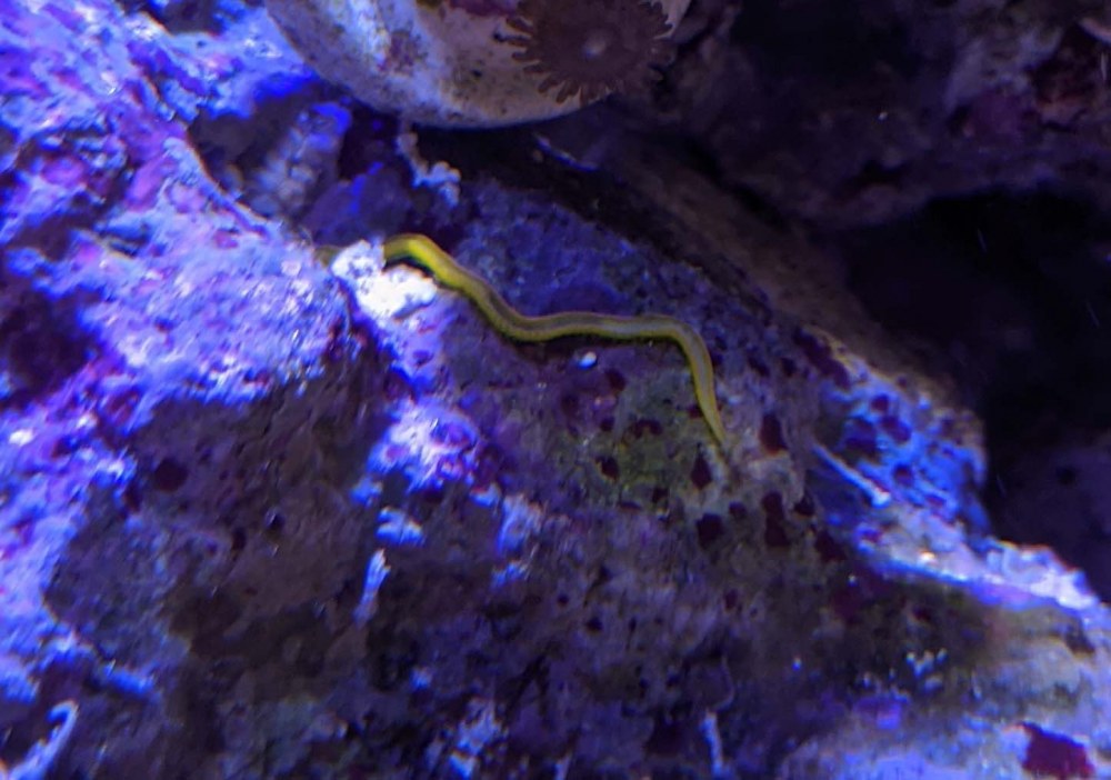 Phyllodocid worm - Identification Forum - Nano-Reef Community