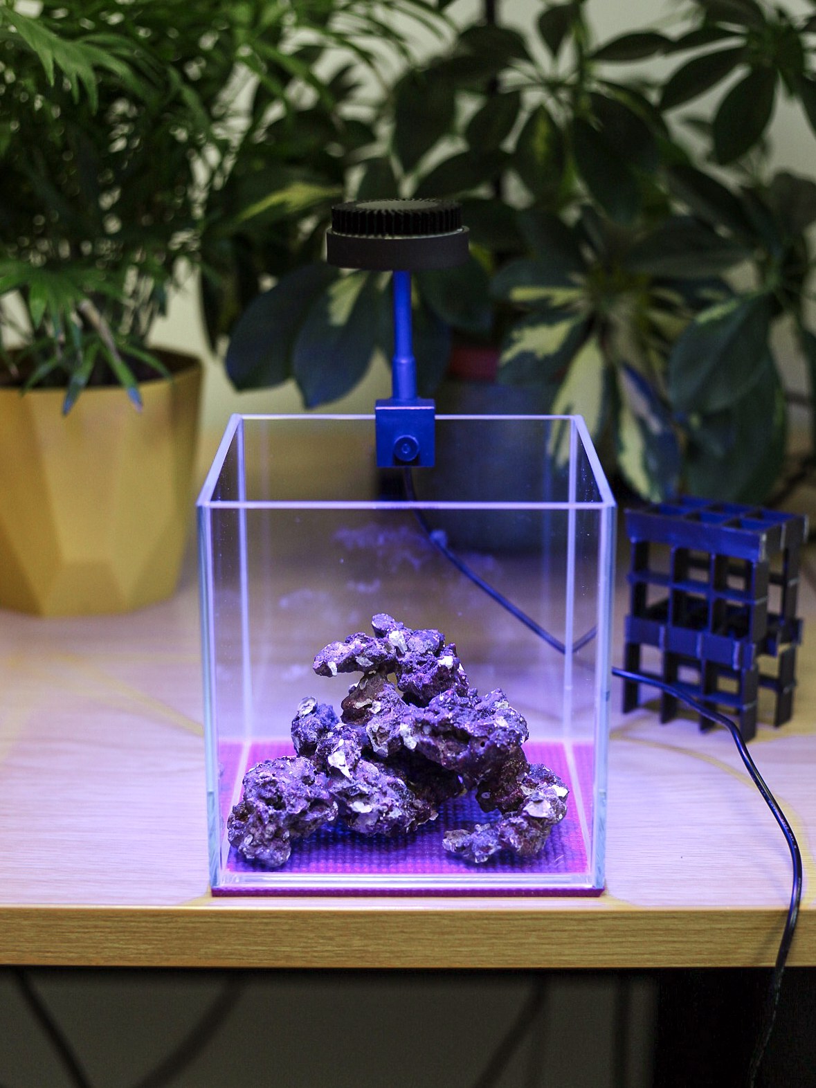 SaltyGallon's 1 Gallon All-In-One Pico Reef - April 2021 Featured Reef ...