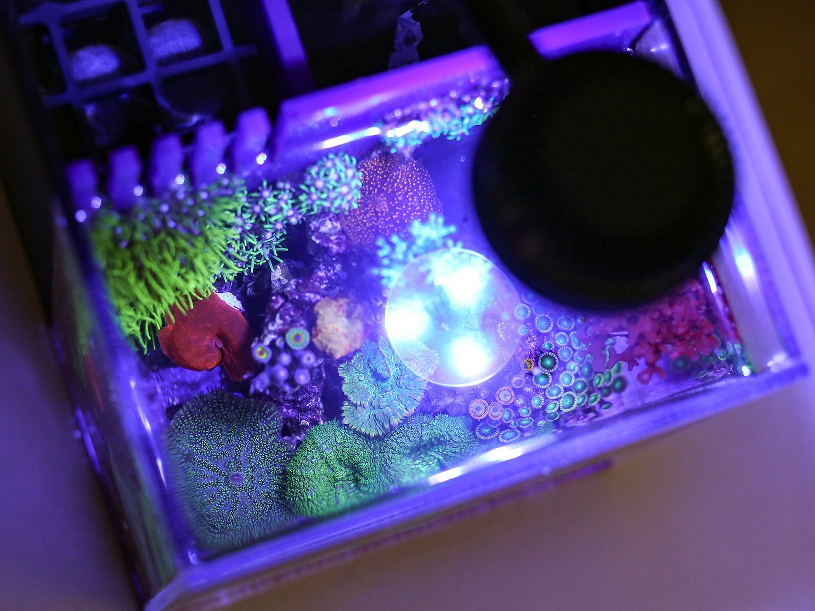 SaltyGallon's 1 Gallon All-In-One Pico Reef - April 2021 Featured Reef ...