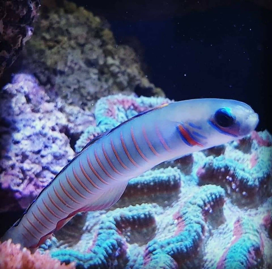 Dartfish - Fish Forum - Nano-Reef Community