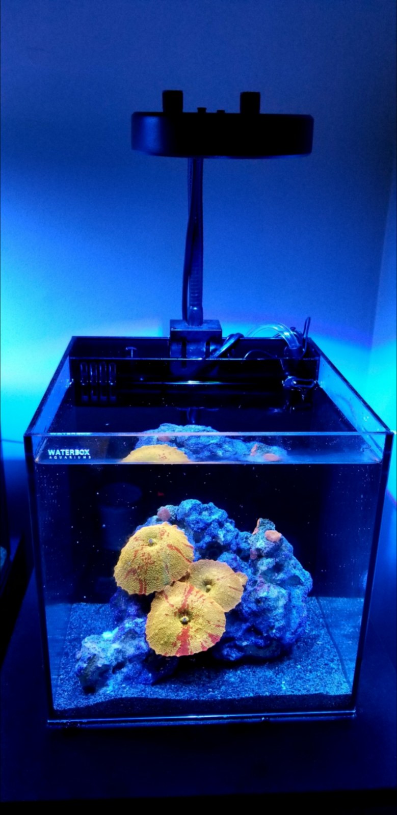 Waterbox 4 gallon and stand - Hardware Classifieds - Nano-Reef Community
