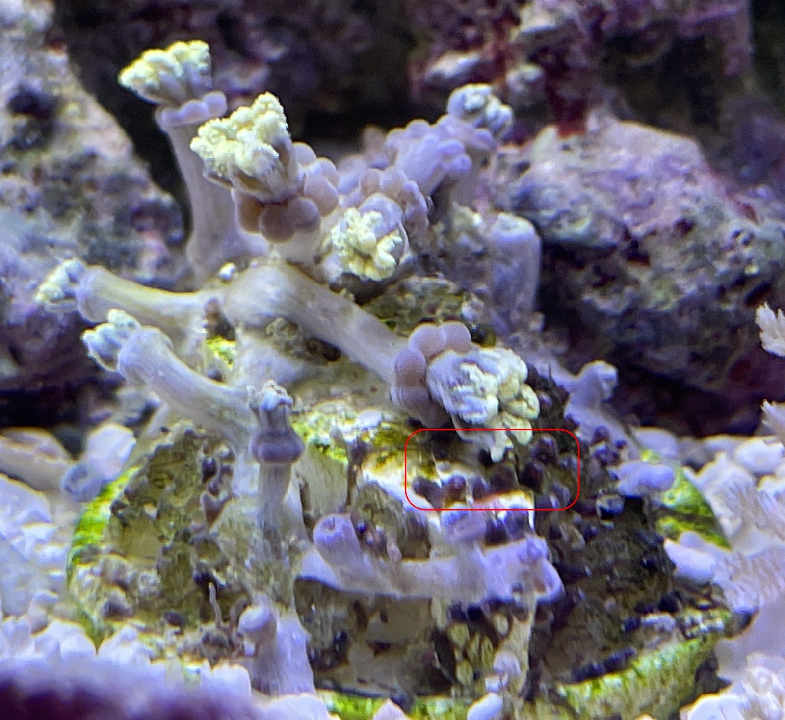 Tiny little Purple Polyps?? What are they?? - Identification Forum ...