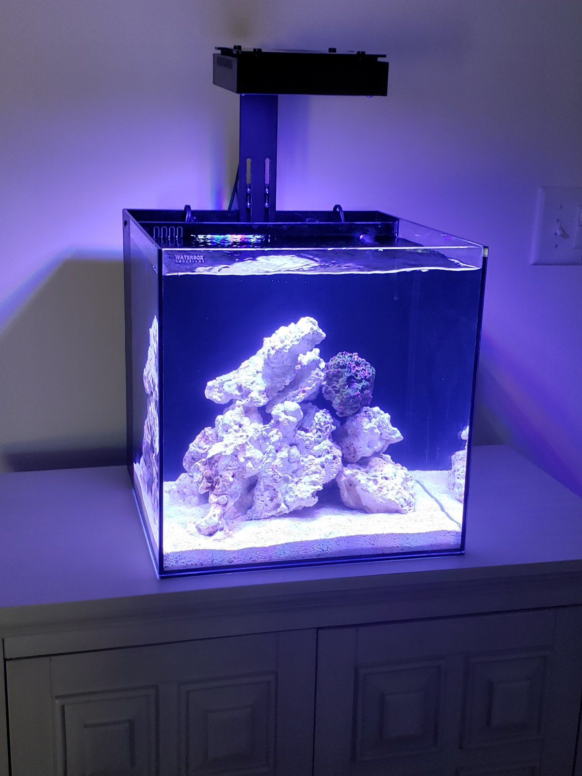 10g Waterbox - Nano Reef Journals - Nano-Reef Community