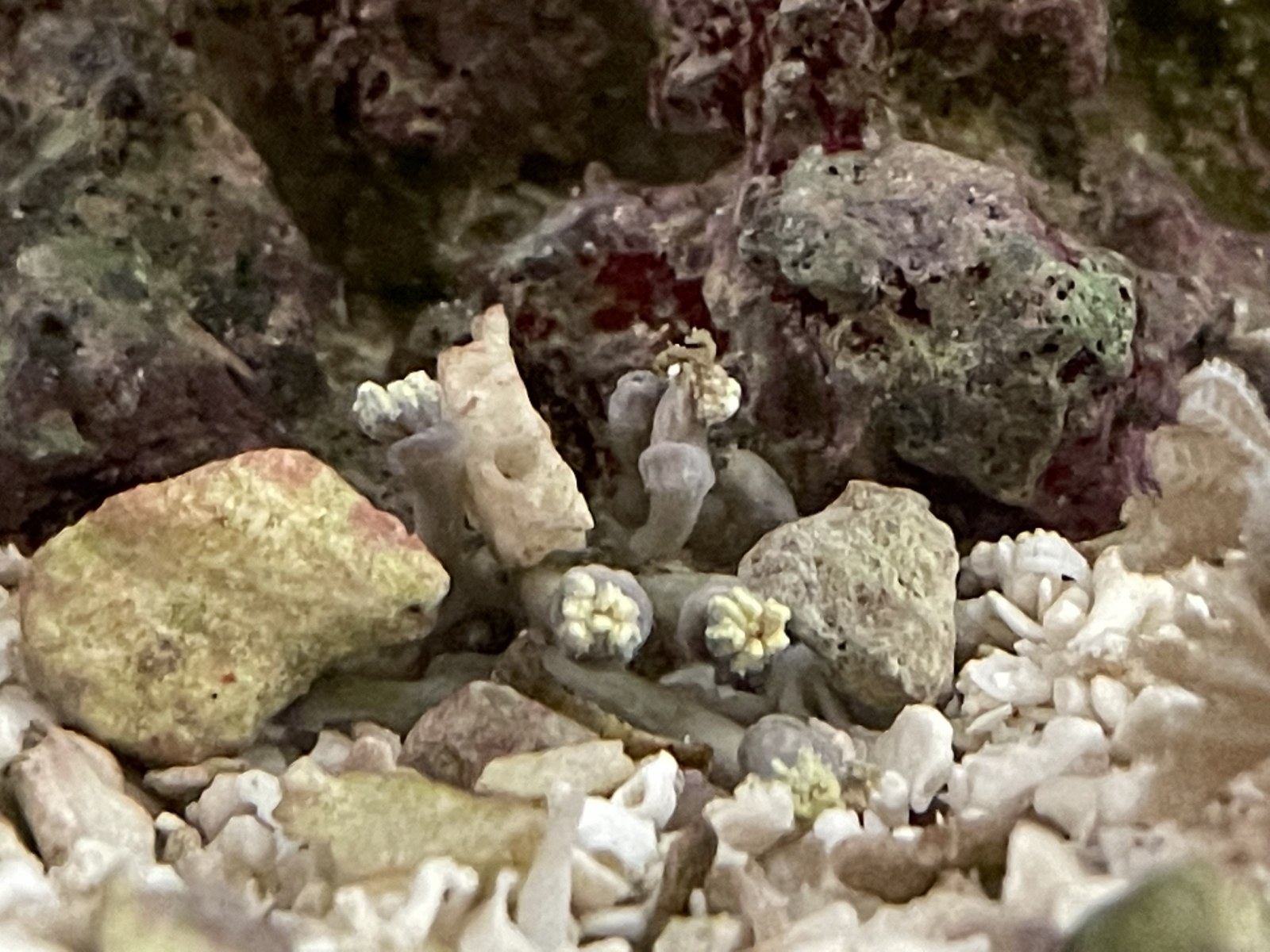 Tiny little Purple Polyps?? What are they?? - Identification Forum ...